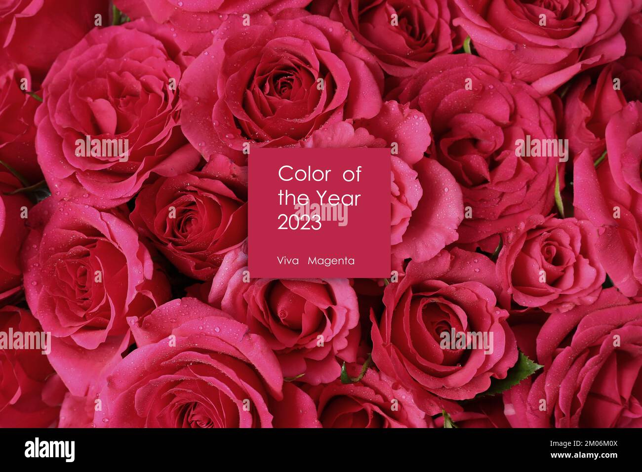Trendy color of 2023 Viva Magenta. Flowers toned in magenta colour ...