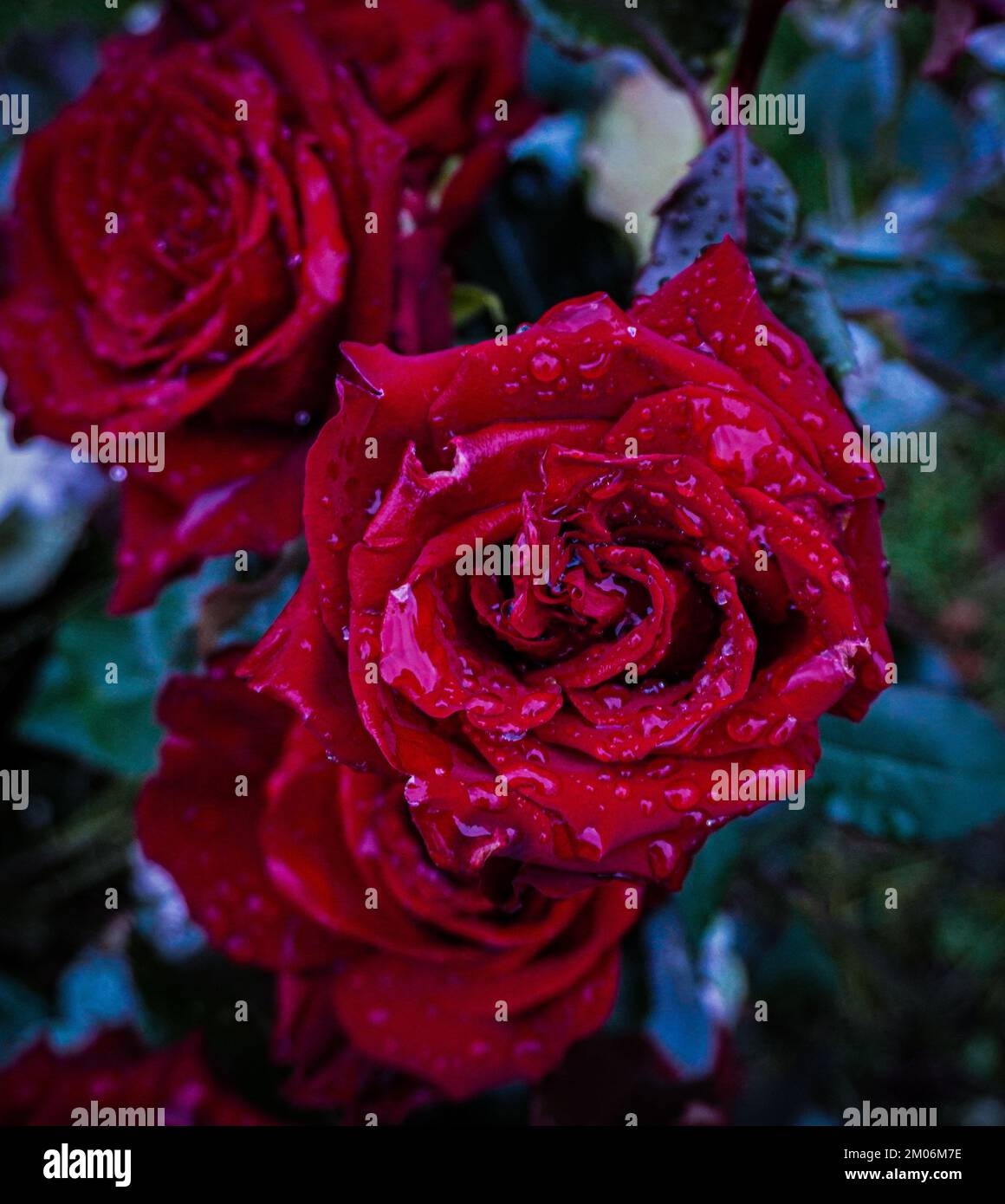 Wet red rose hi-res stock photography and images - Alamy