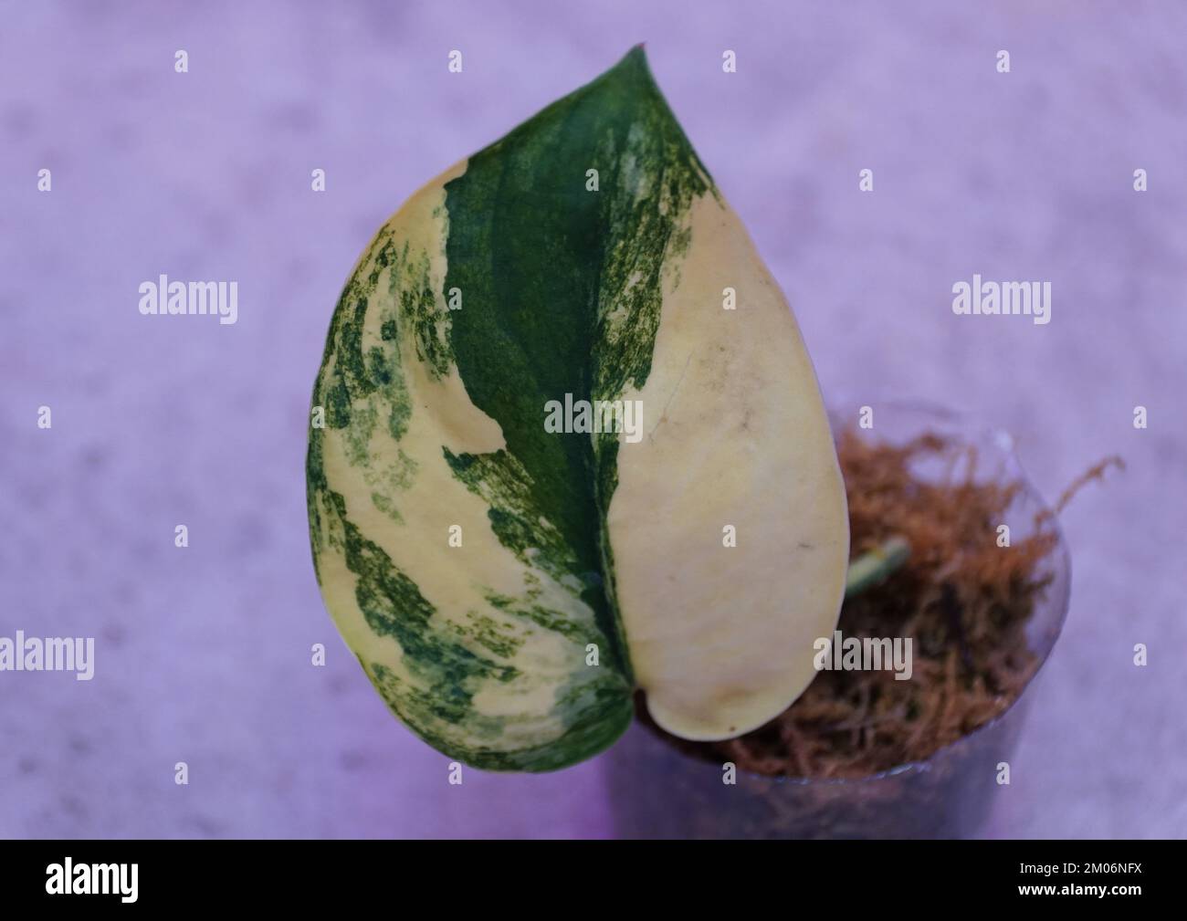 Close up of a variegated cutting of a Scindapsus Jade Satin Variegated ...