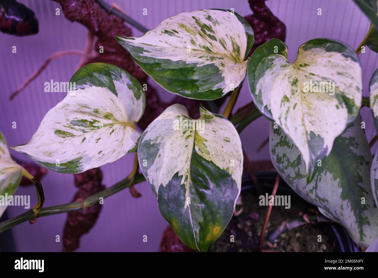 Close up of the white and green variegated leaves of Manjula pothos ...