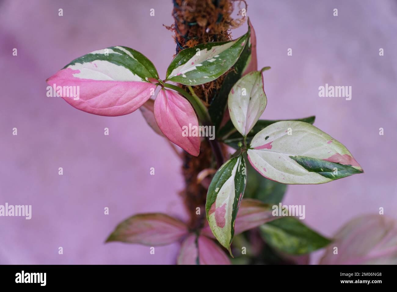 Stunning pink, white and green variegated leaves of Syngonium Red Spot ...
