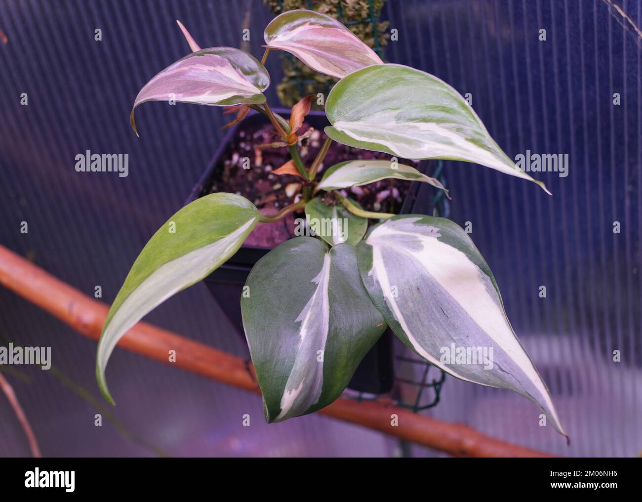 Beautiful variegated leaves of Philodendron Hederaceum Rio, a rare and ...