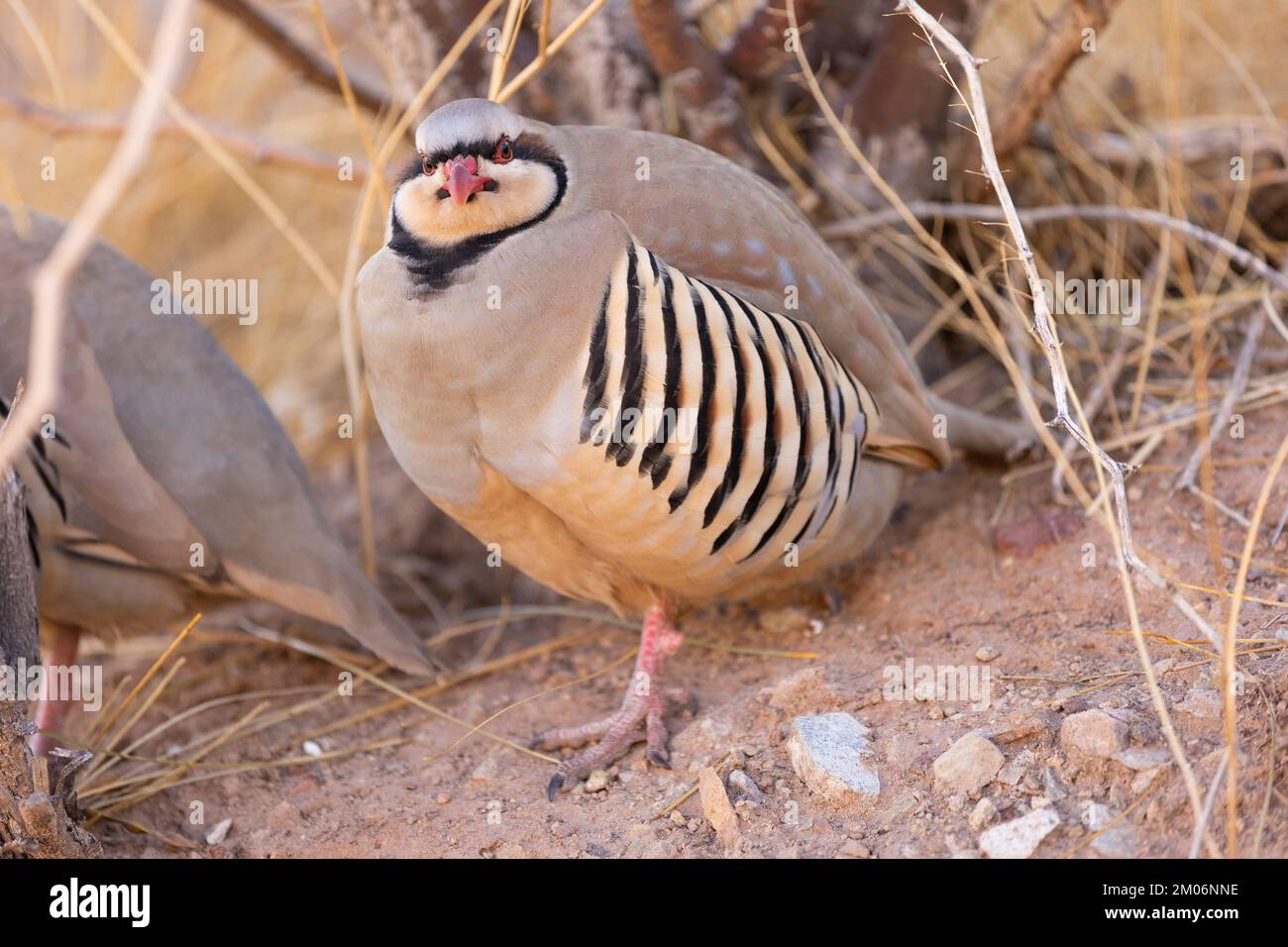 Wild Chukar partridge in the California desert Stock Photo - Alamy