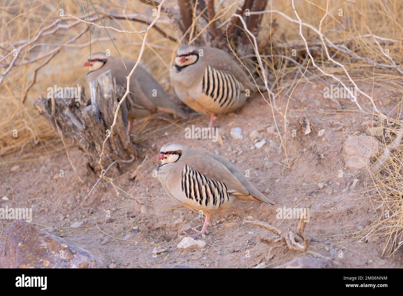 Chukar partridge image hi-res stock photography and images - Alamy