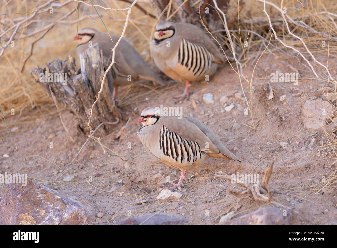 Wild Chukar partridge in the California desert Stock Photo - Alamy
