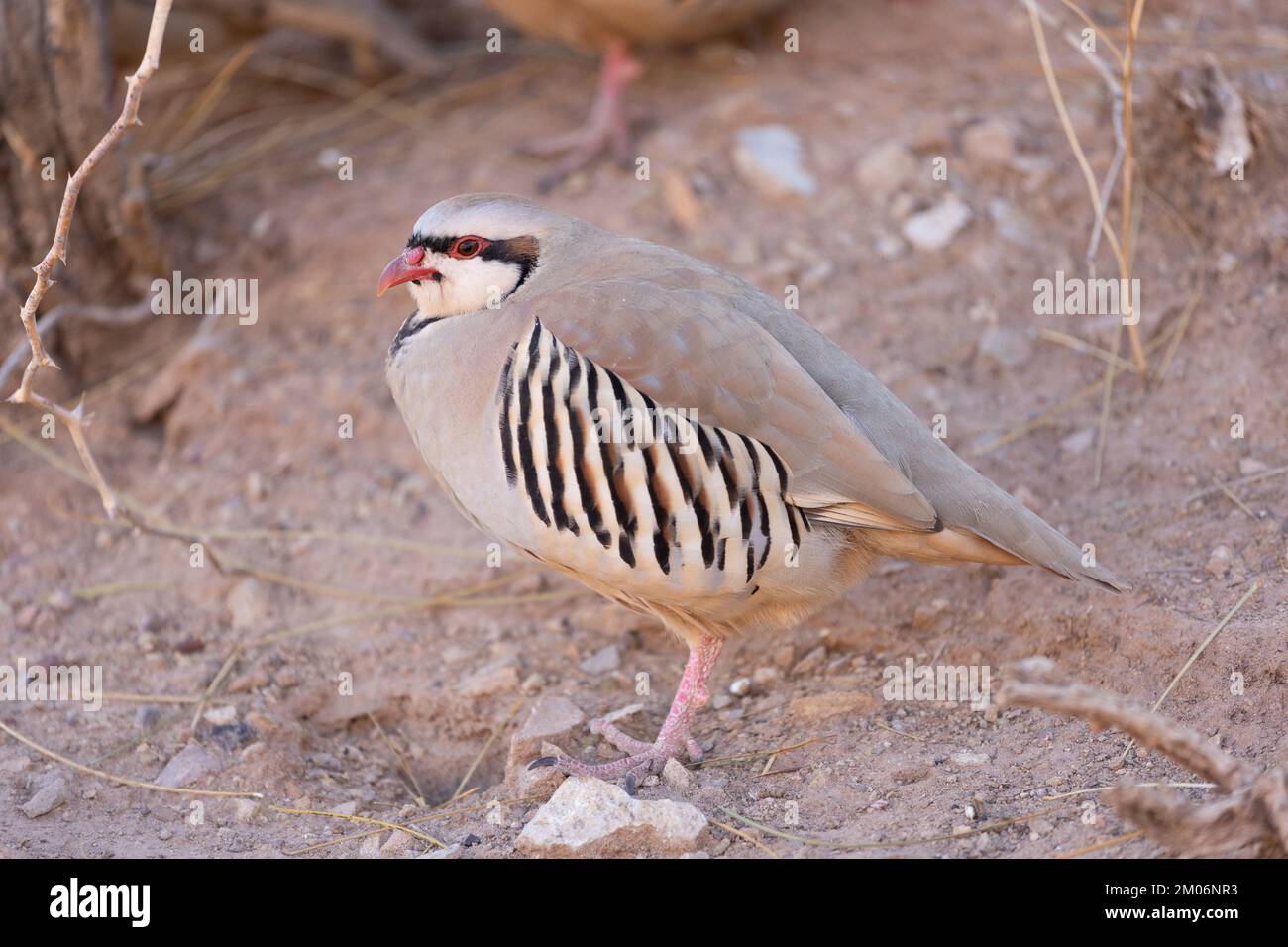 Wild Chukar partridge in the California desert Stock Photo - Alamy