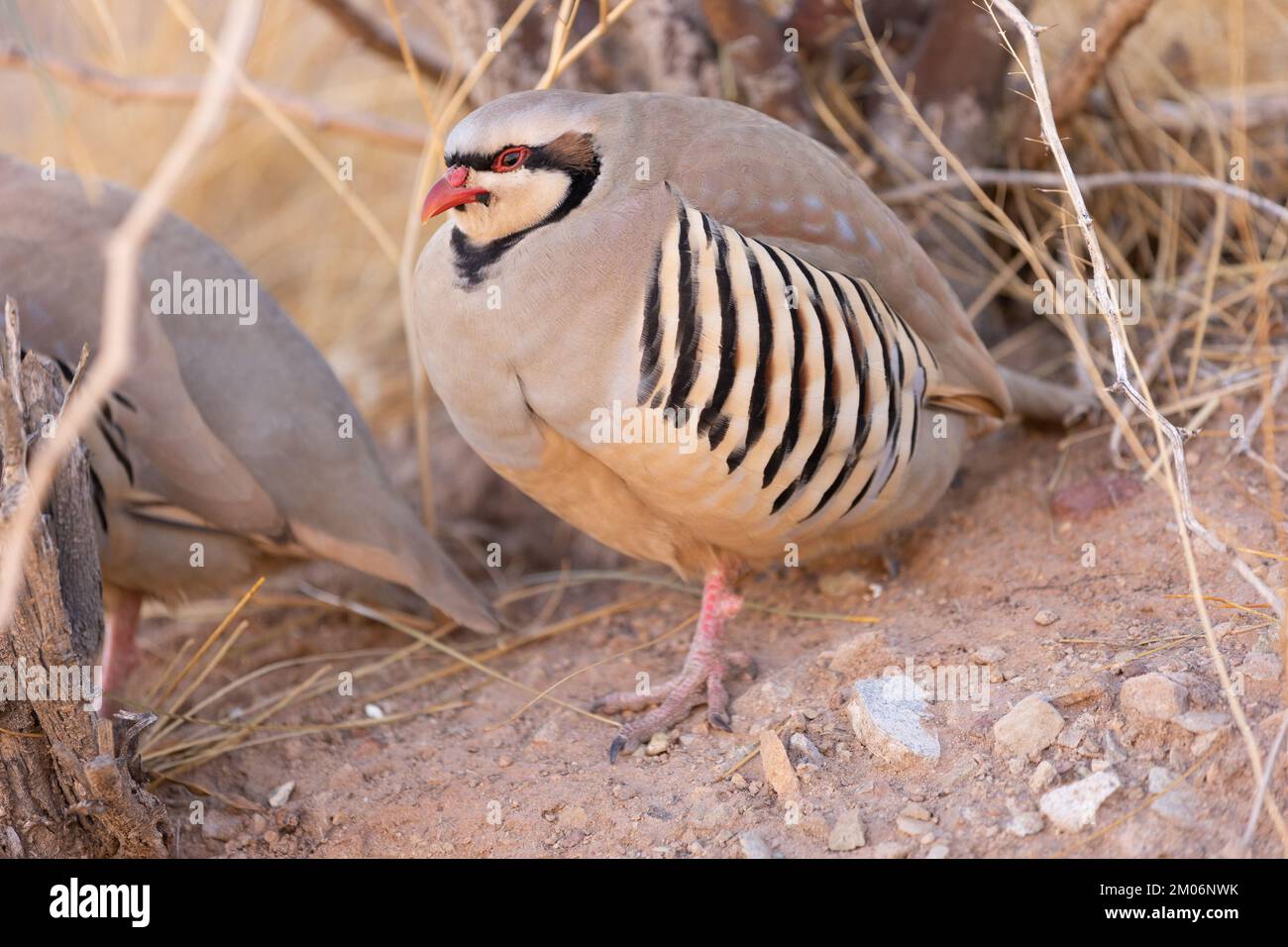 Wild Chukar partridge in the California desert Stock Photo - Alamy