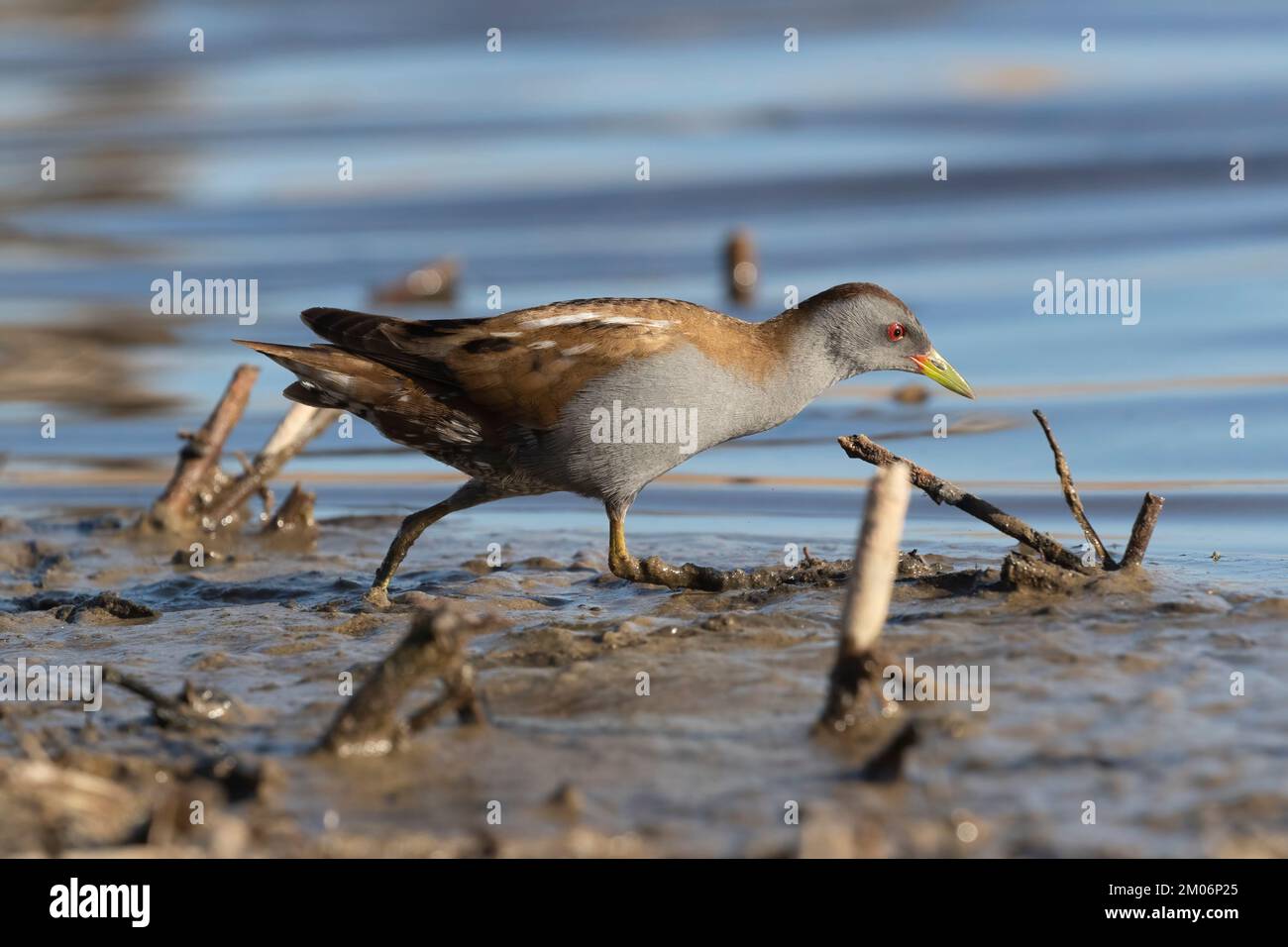 The little crake male (Zapornia parva Stock Photo - Alamy