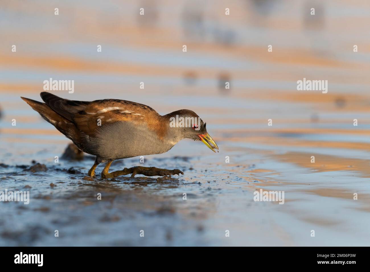 The little crake male (Zapornia parva Stock Photo - Alamy