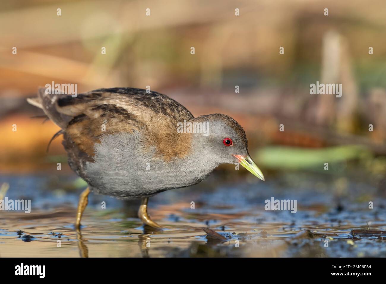 The little crake male (Zapornia parva Stock Photo - Alamy