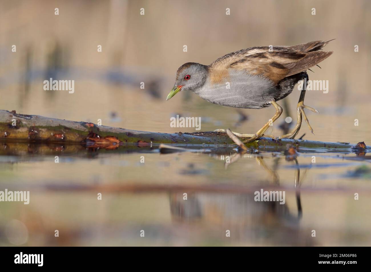 The little crake male (Zapornia parva Stock Photo - Alamy