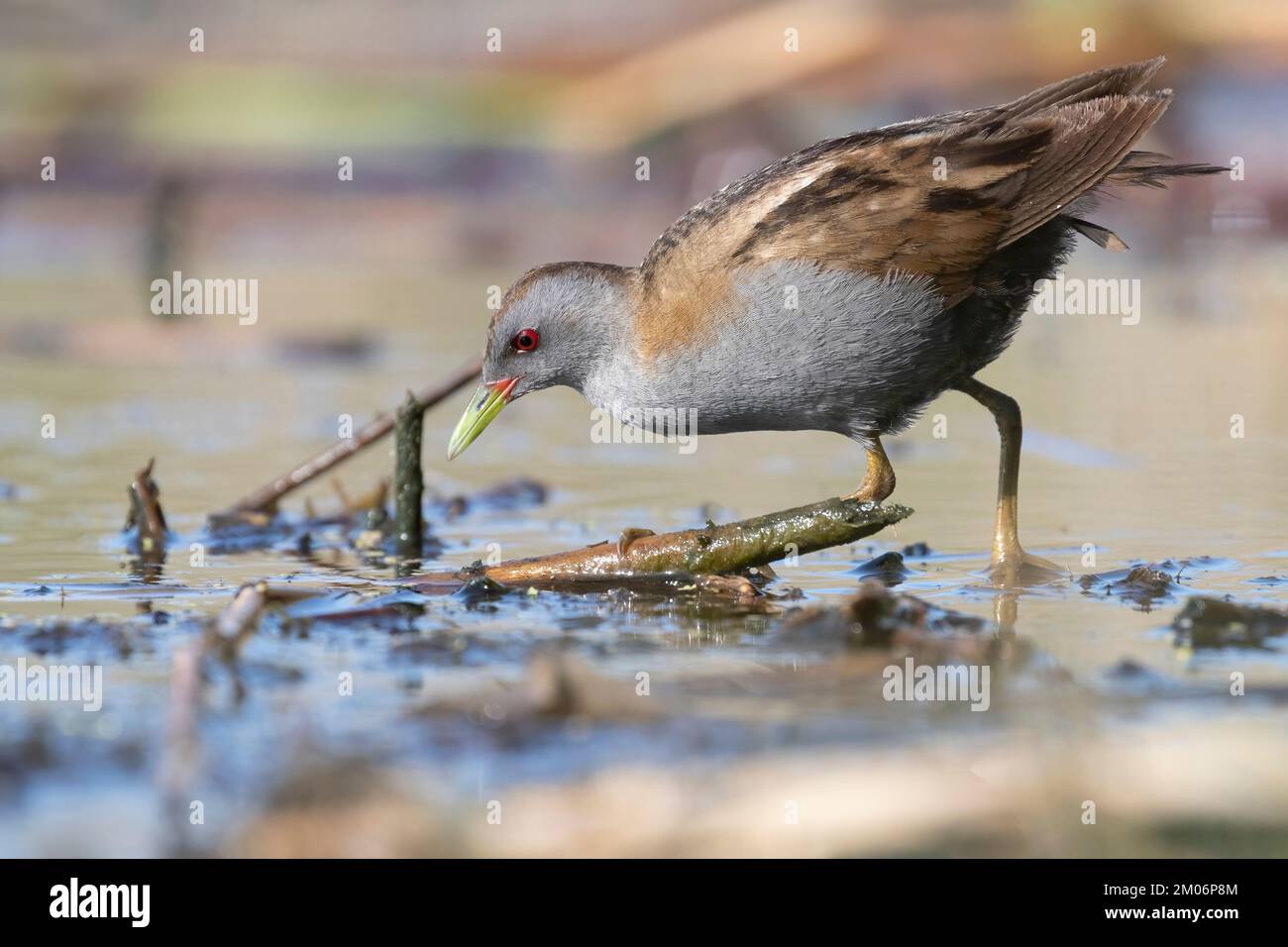 The little crake male (Zapornia parva Stock Photo - Alamy