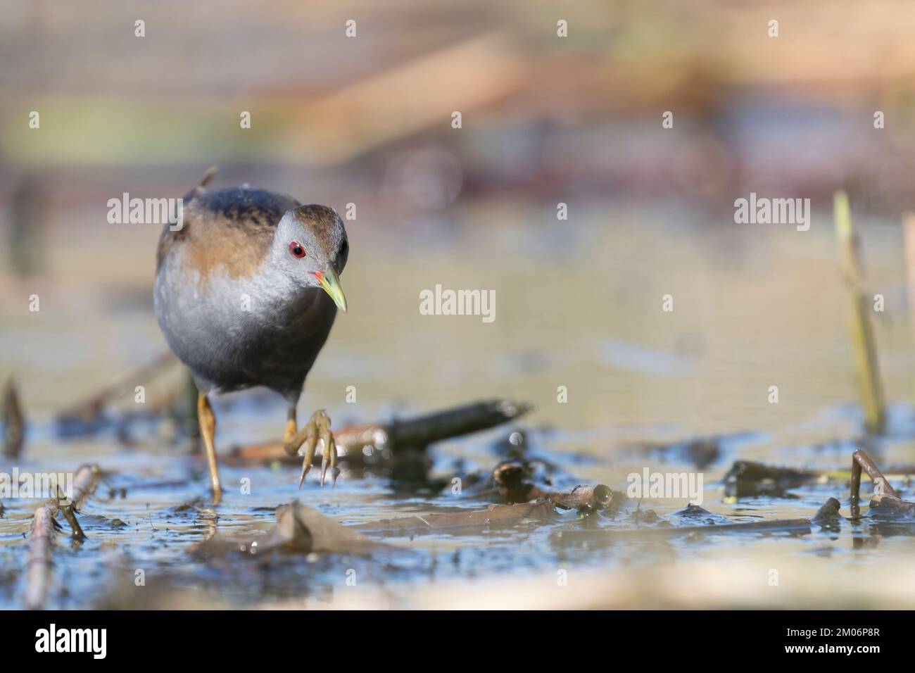 The little crake male (Zapornia parva Stock Photo - Alamy