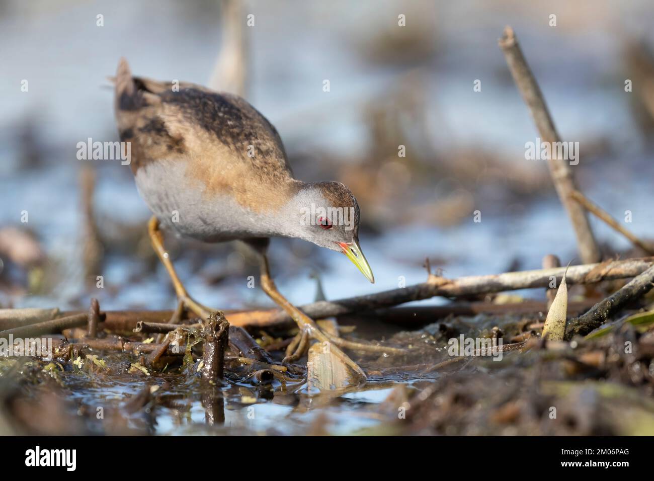 The little crake male (Zapornia parva Stock Photo - Alamy