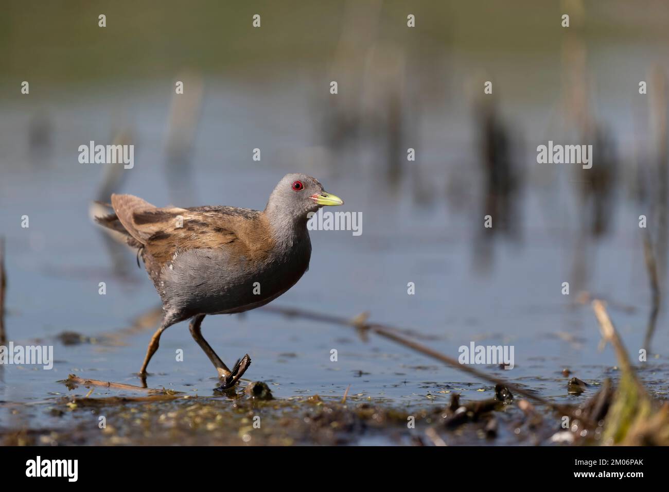 Male Little Crake (Porzana parva) foraging in a wetland, walking with ...