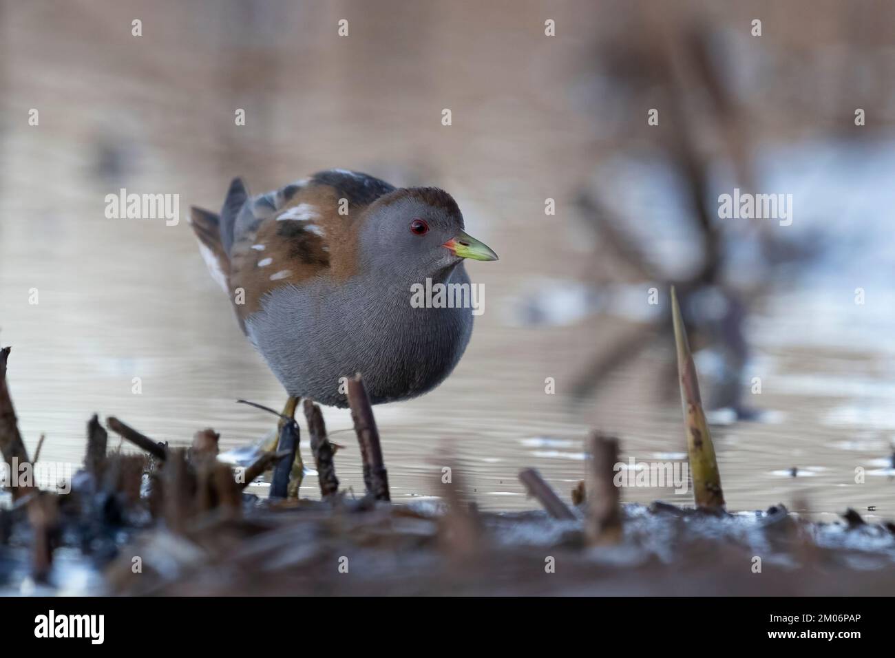 The little crake male (Zapornia parva Stock Photo - Alamy