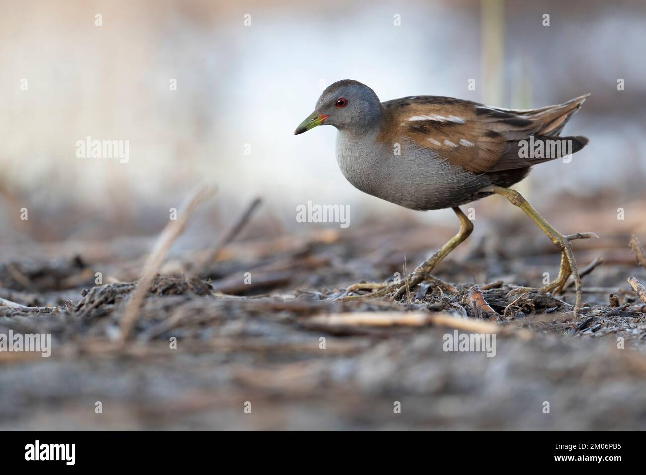 The little crake male (Zapornia parva Stock Photo - Alamy