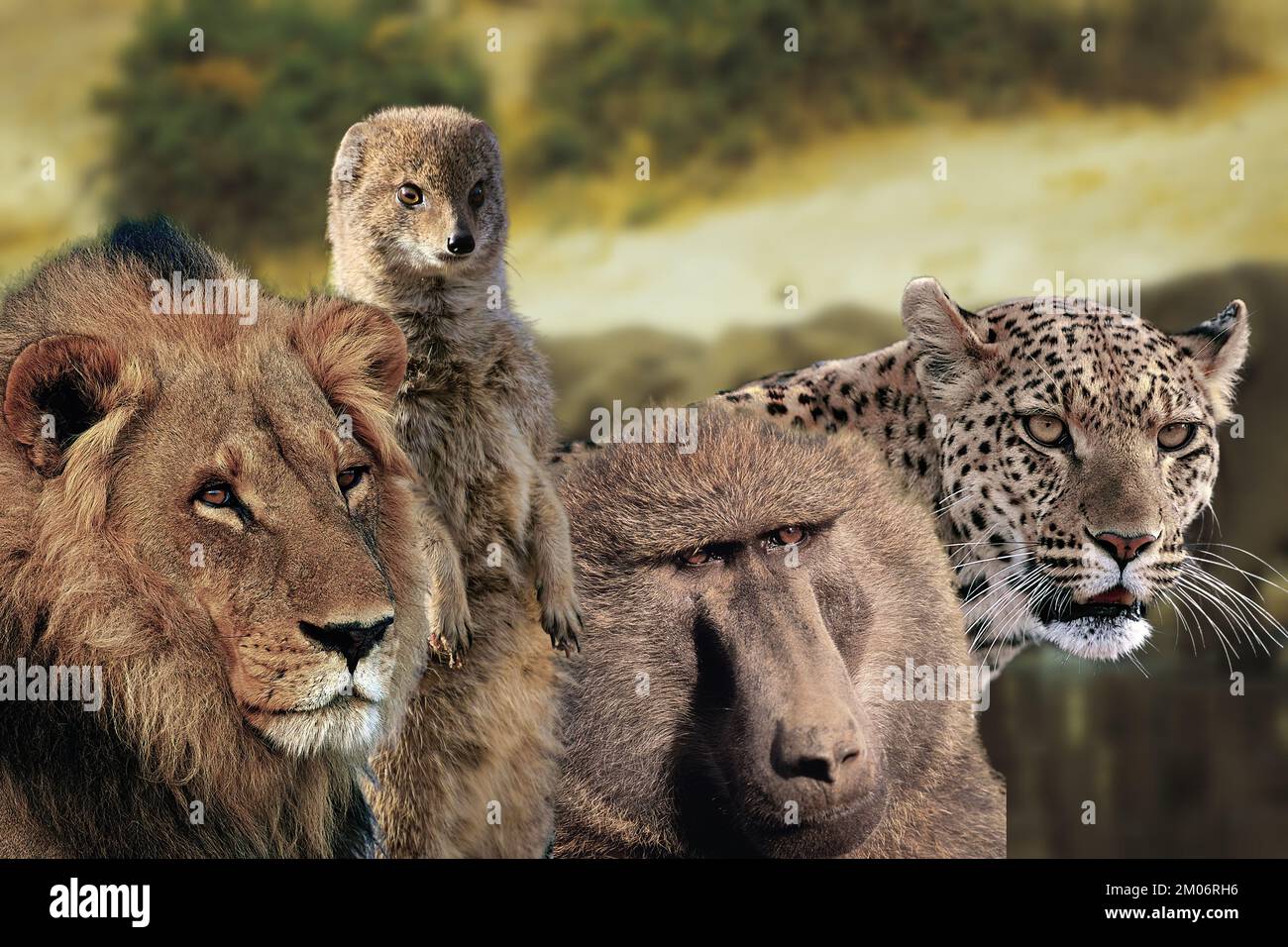 African animals (Safari Stock Photo - Alamy