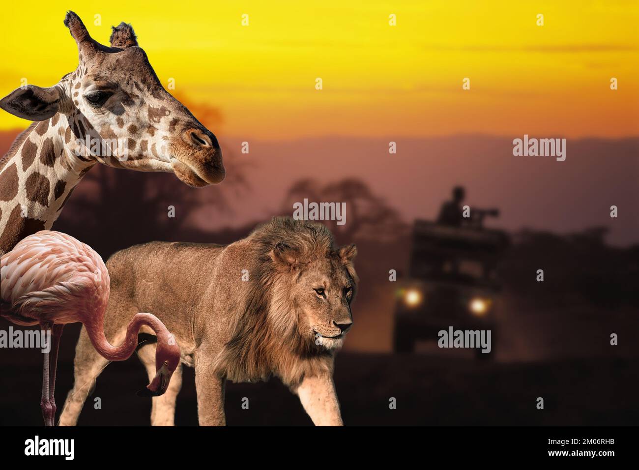 African animals (Safari Stock Photo - Alamy