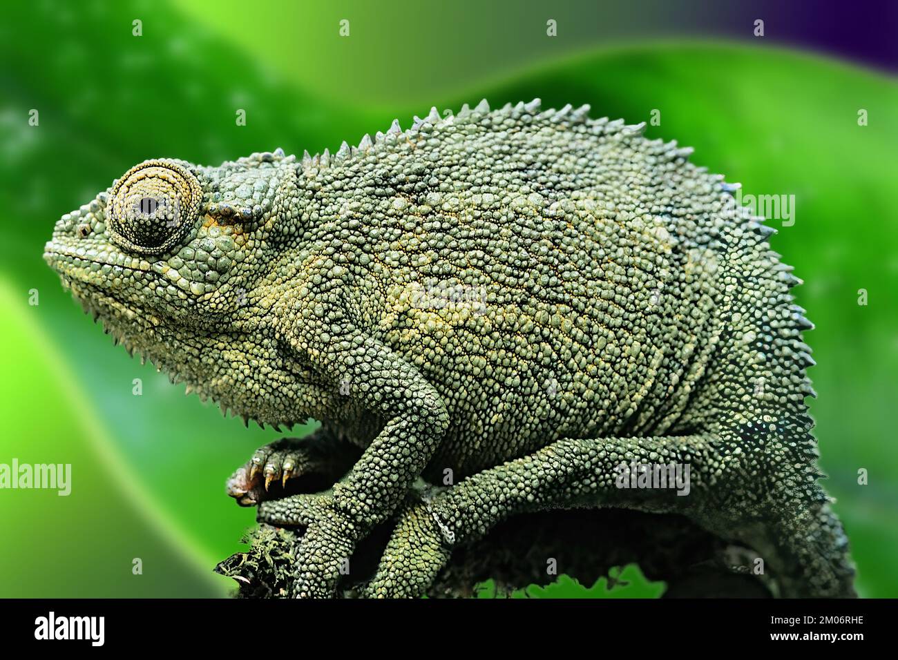 Chameleon change color hi-res stock photography and images - Alamy