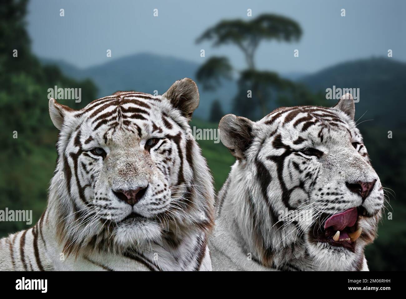 Rare tigers hi-res stock photography and images - Alamy