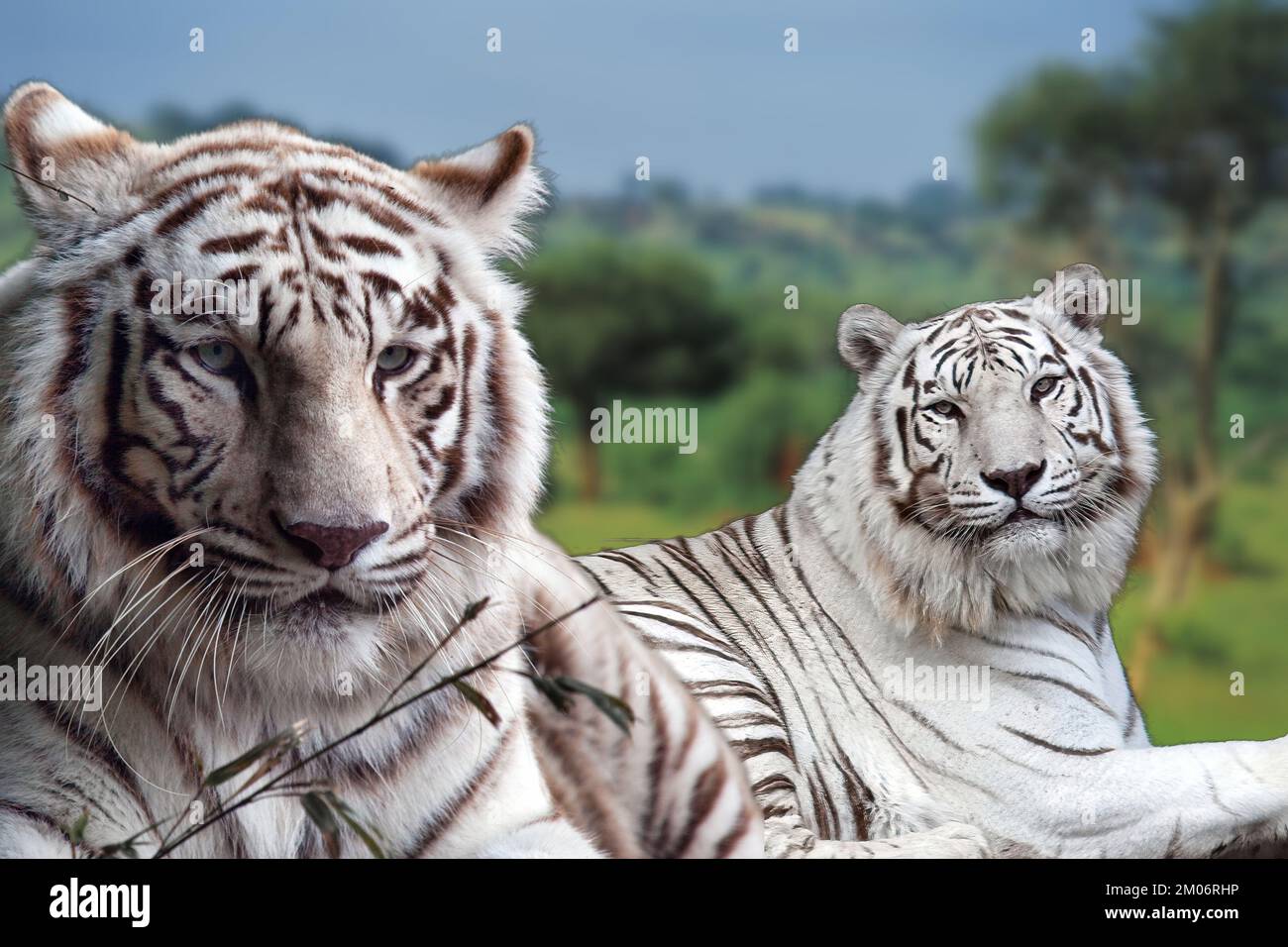 Rare white Bengal tigers Stock Photo - Alamy