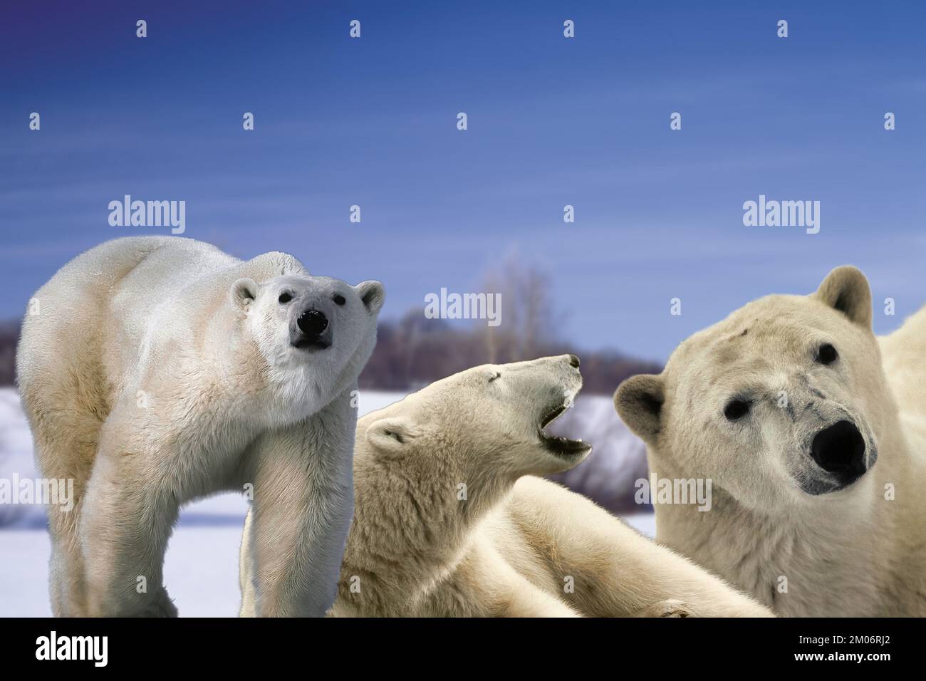 The increasingly rare polar bear or white bear (Ursus maritimus) large ...