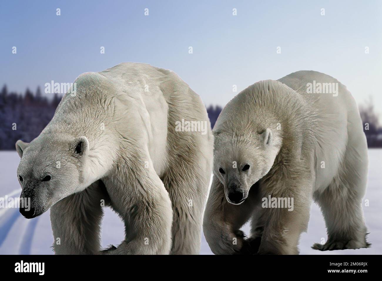 The increasingly rare polar bear or white bear (Ursus maritimus) large ...
