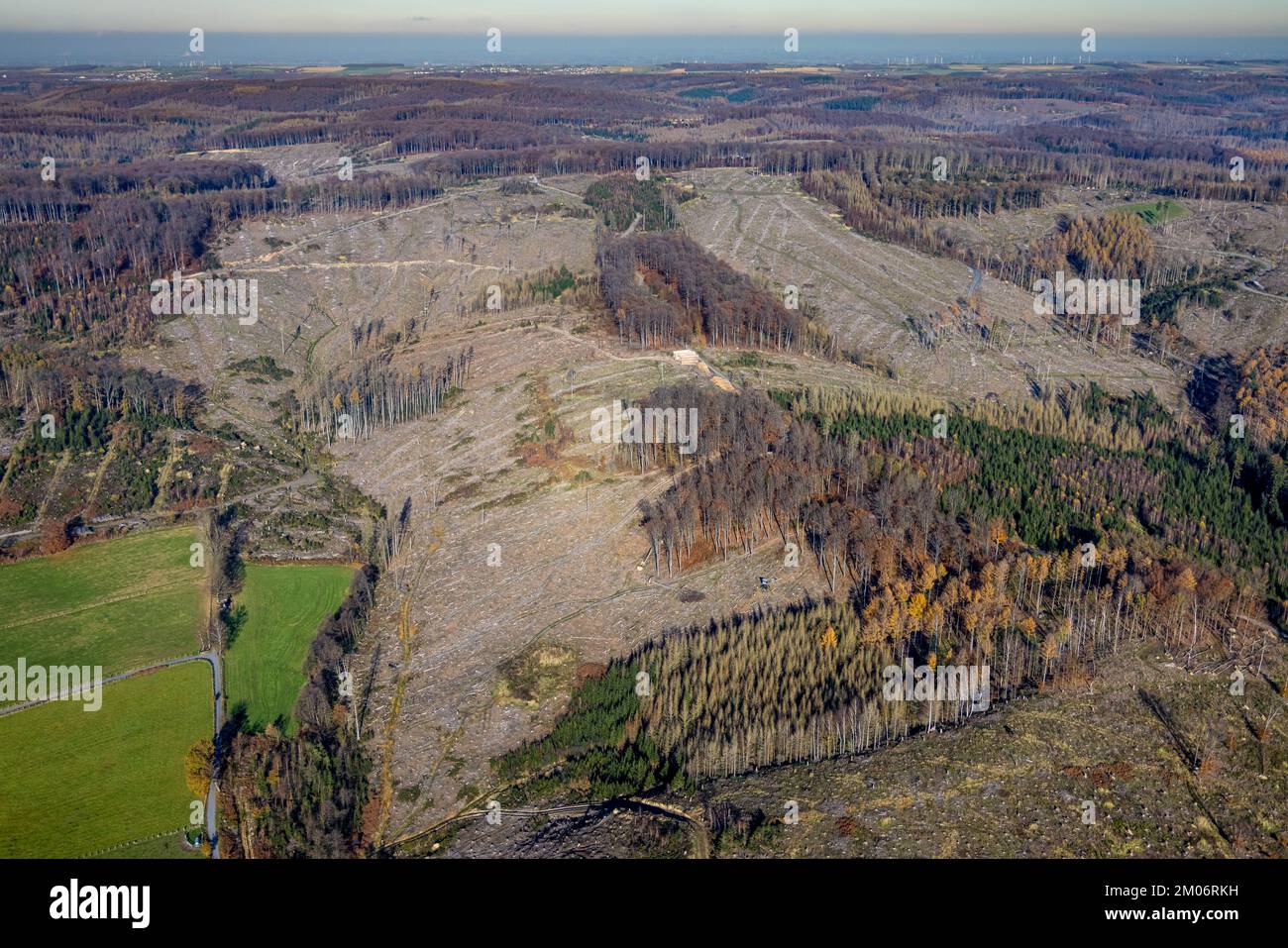 Aerial view, forest area Arnsberger Wald with forest damage in district ...