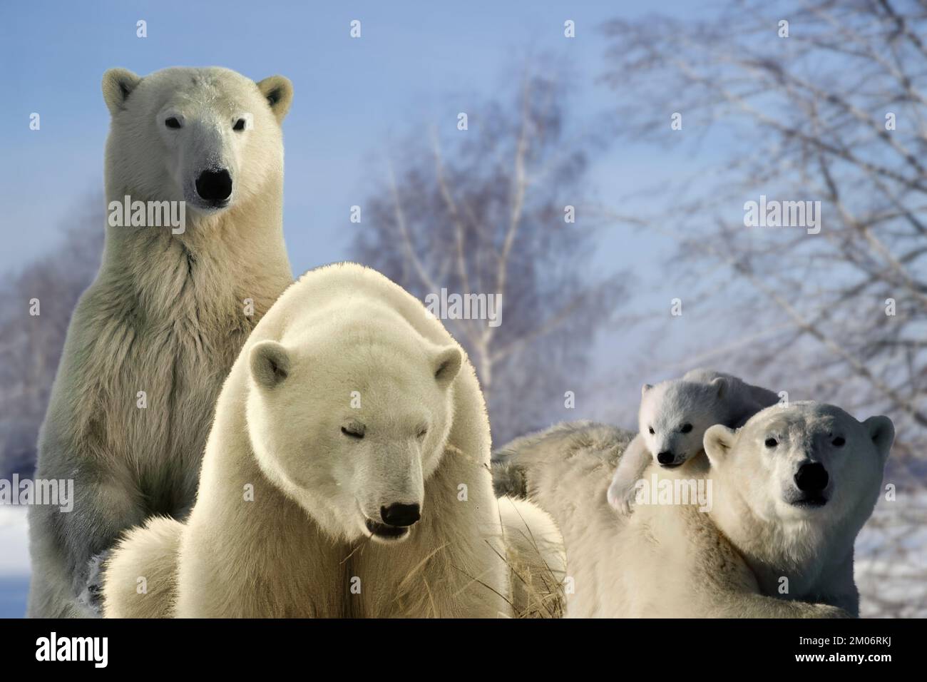 The increasingly rare polar bear or white bear (Ursus maritimus) large ...