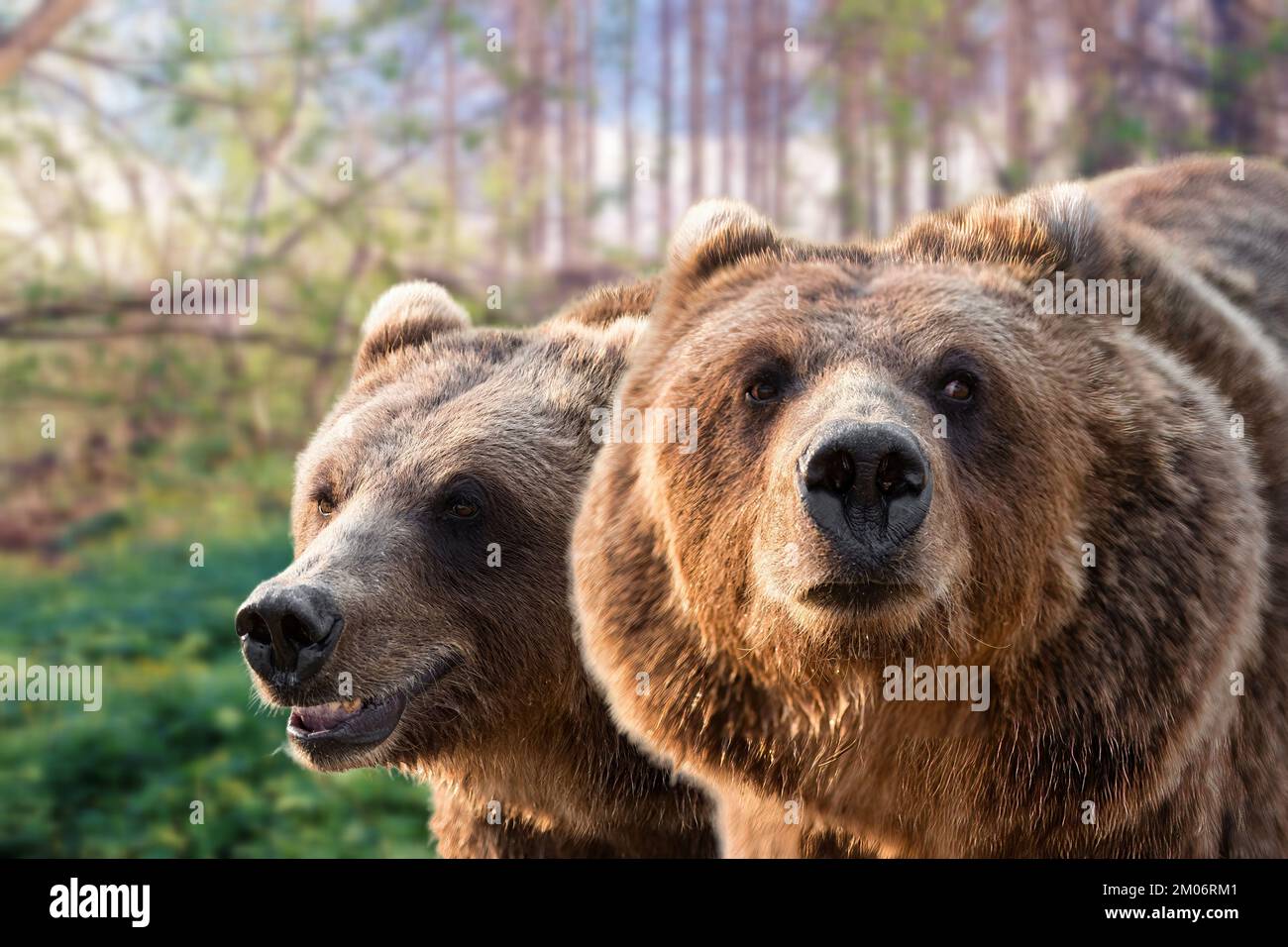 Two splendid specimens of grizzly bear, also called grizzly or gray bear one of the best known ...
