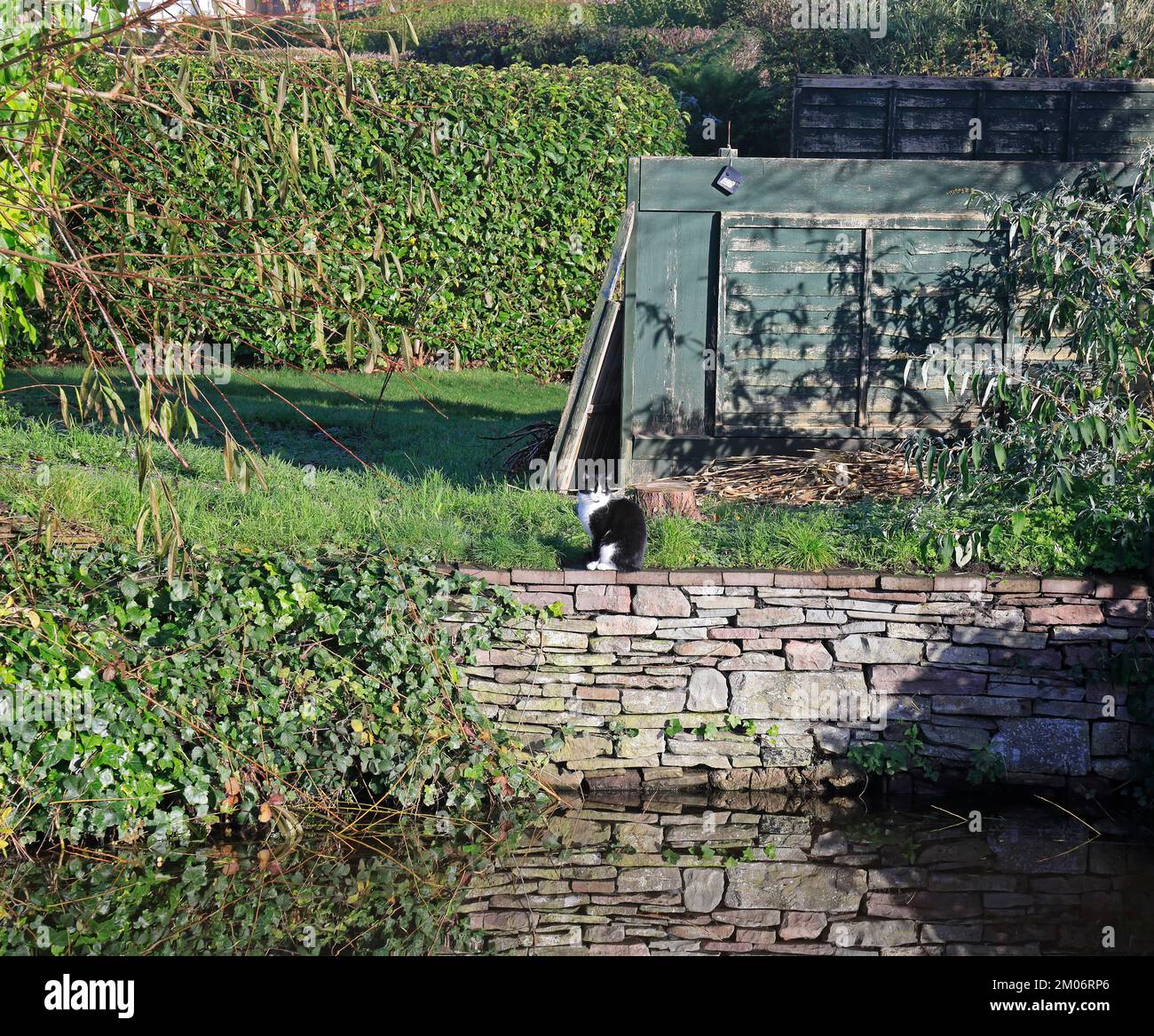 Black And Wite Cat By The Canal Monmouthshire And Brecon Canal Camlas Mynwy Ac Aberhonddu