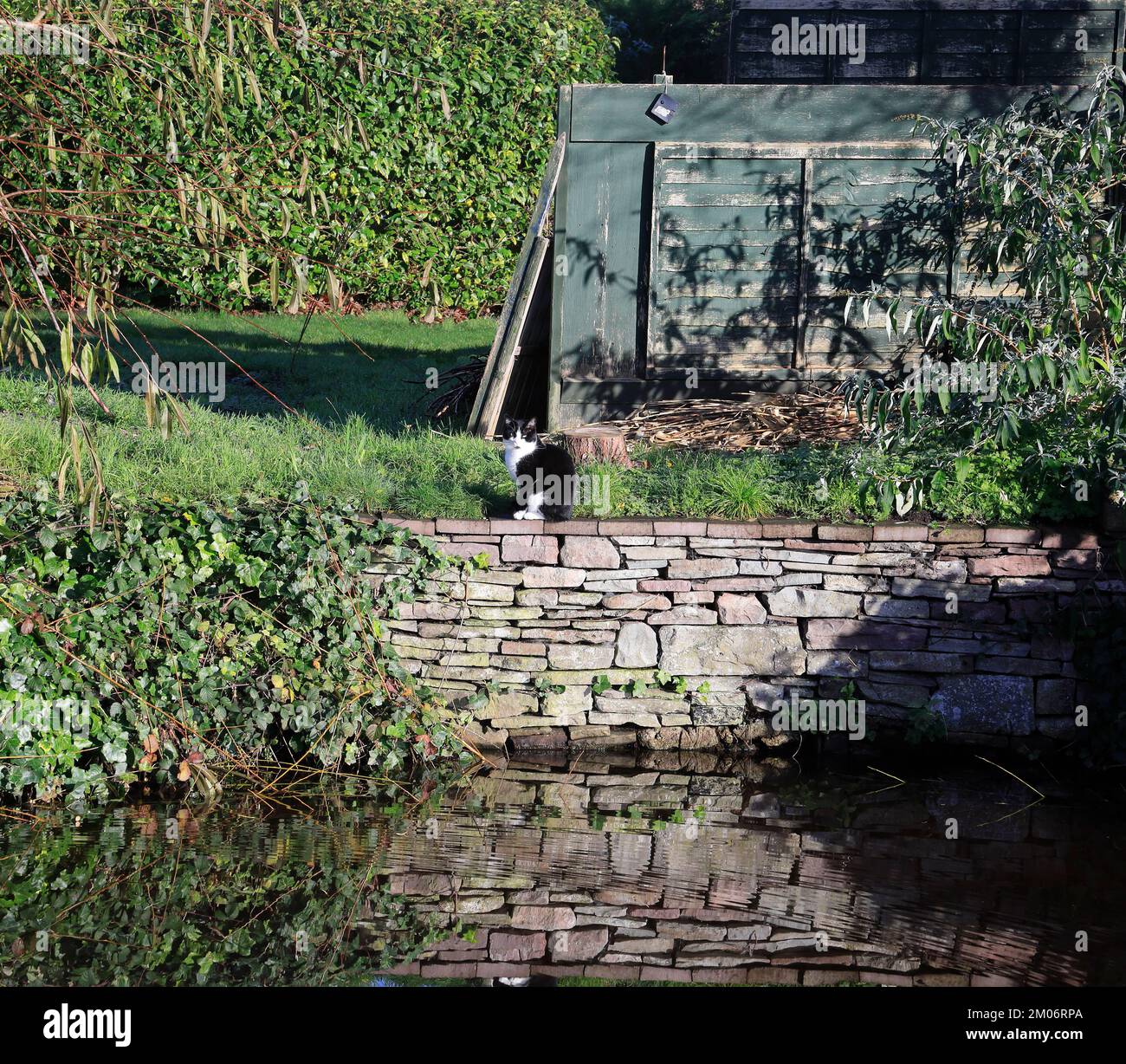 Black and wite cat by the canal. Monmouthshire and Brecon Canal. Camlas ...