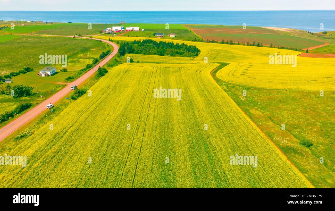Complete view of the Canola Farm & Atlantic Ocean, Prince Edward Island ...