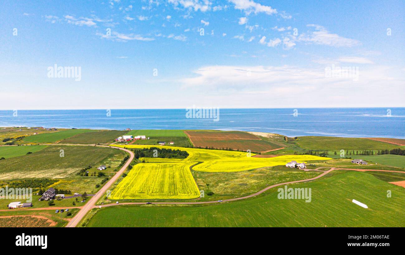 View of Atlantic Ocean seen from Canola Farm in Prince Edward Island ...