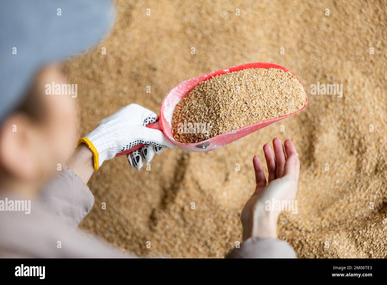 Scoop with soy husk in hands of female farmer Stock Photo - Alamy
