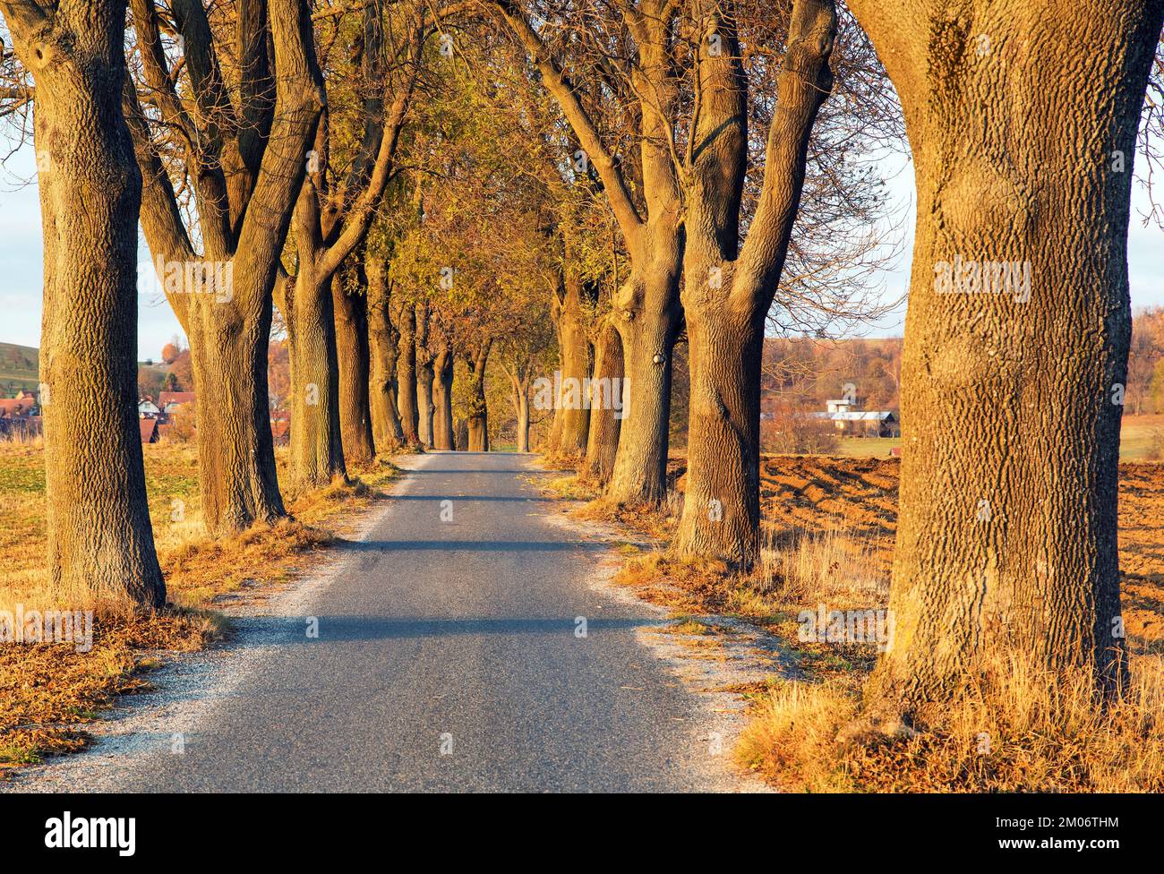 autumn linden tree alley, evening autumnal view of alley of road and ...