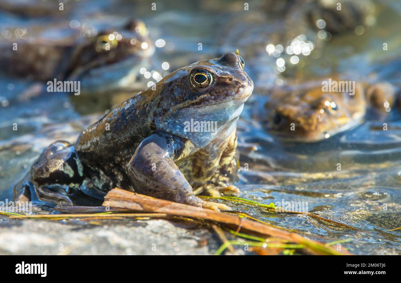 European Common brown Frogs in latin Rana temporaria Stock Photo - Alamy