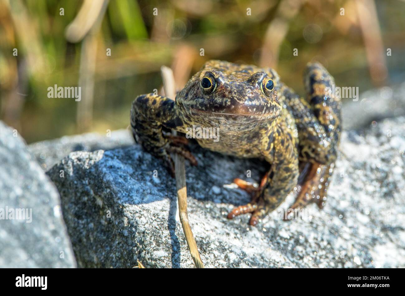 Eggs of european green toad hi-res stock photography and images - Alamy