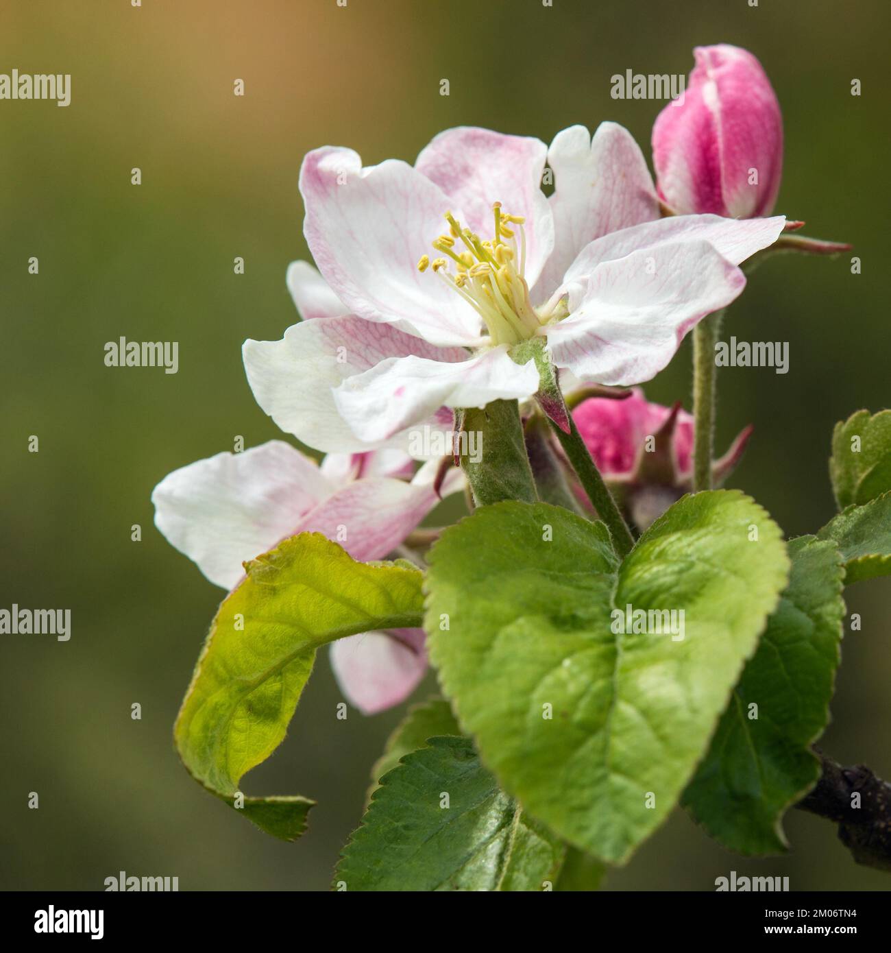 flower of apple tree in latin Malus Domestica flowering plant ...