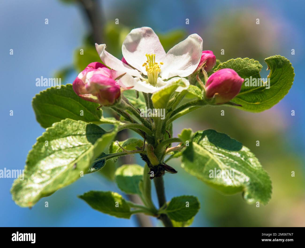 flower of apple tree in latin Malus Domestica flowering plant ...