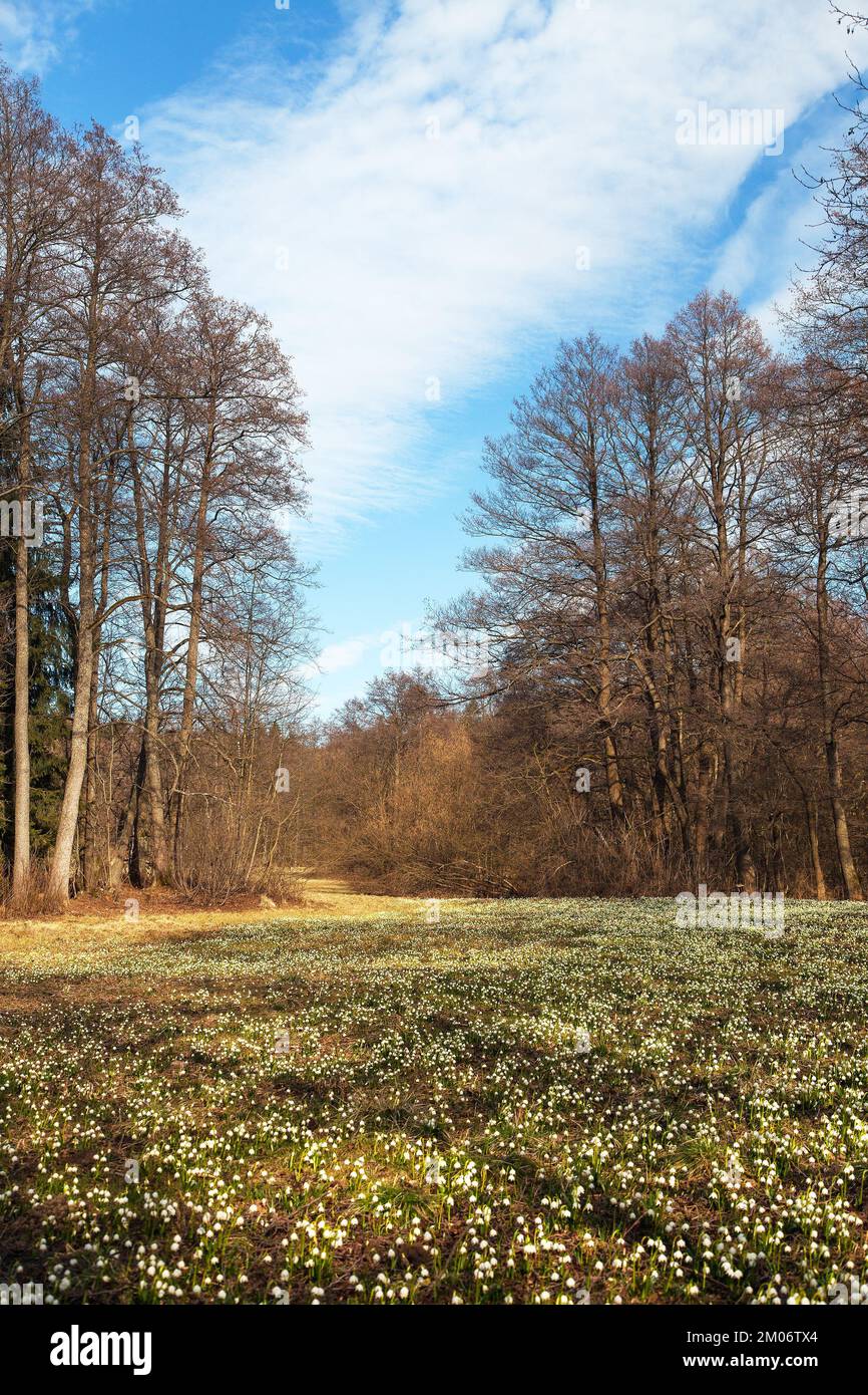 Spring flowering woodland plant hi-res stock photography and images - Alamy