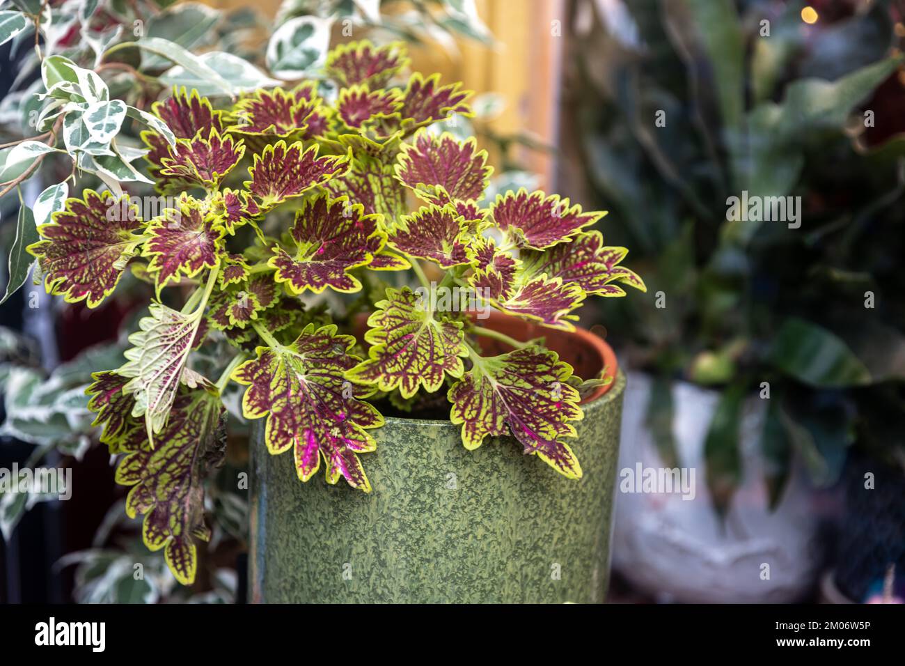 coleus in a pot for sale in a flower shop as an interior decoration ...