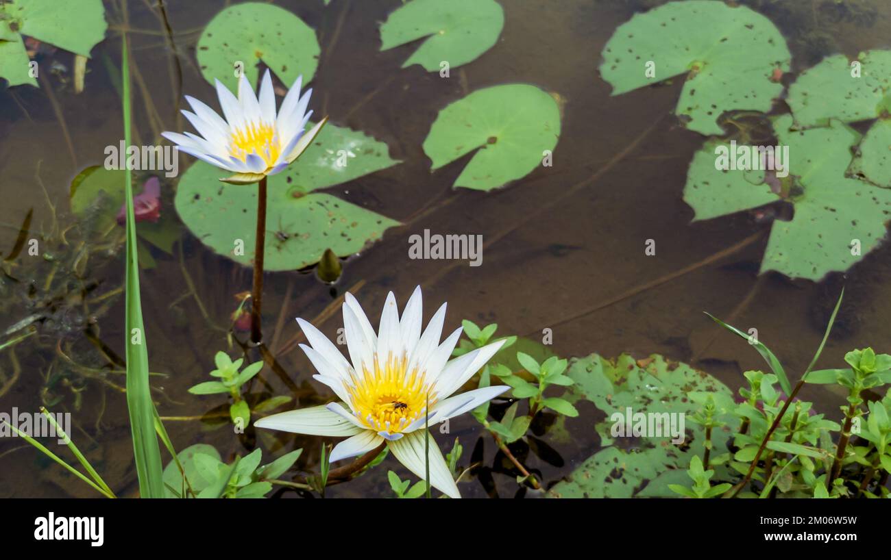 Water lily care hi-res stock photography and images - Alamy