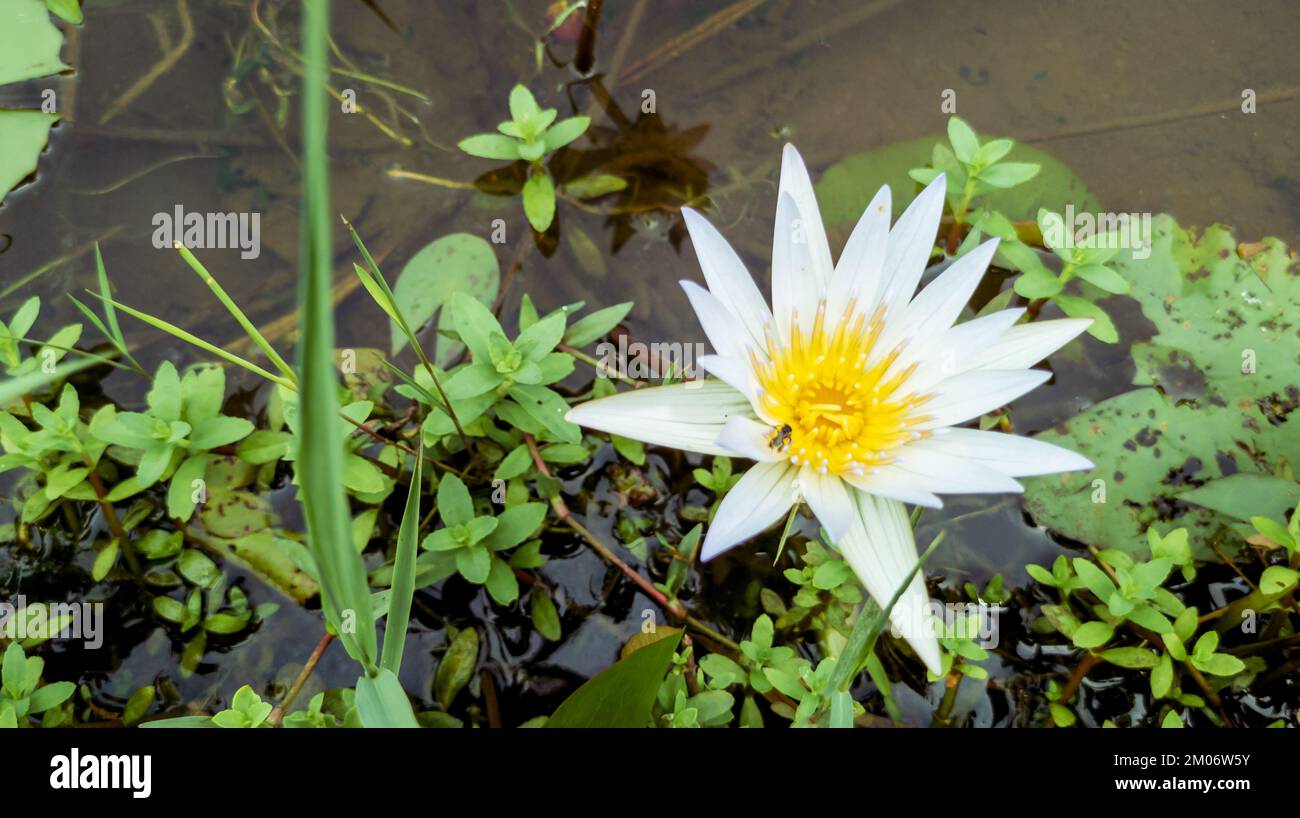 beautiful water lily flower in a lake Stock Photo - Alamy