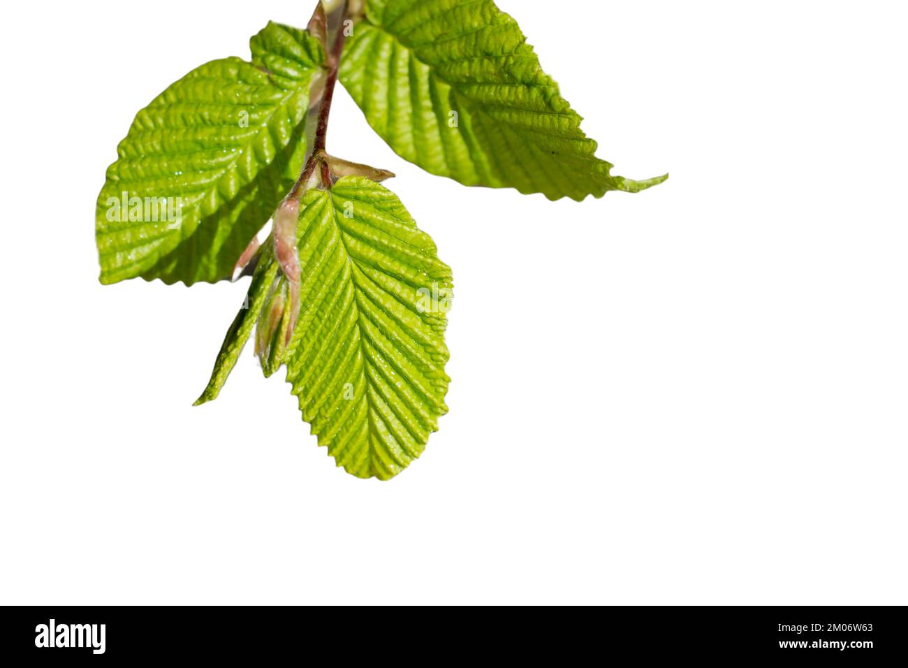 Green leaves isolated on white background. Young leaves of green trees ...