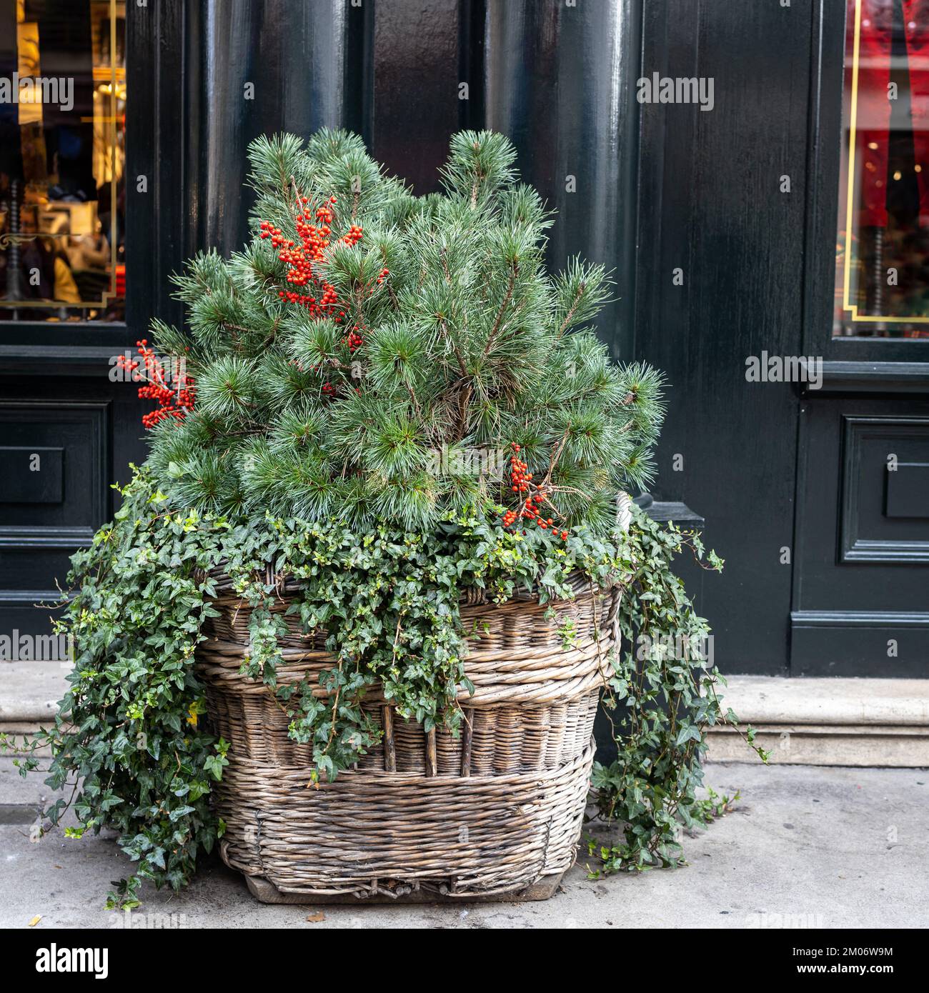 christmas firs in a pot for sale in a flower shop as an interior ...