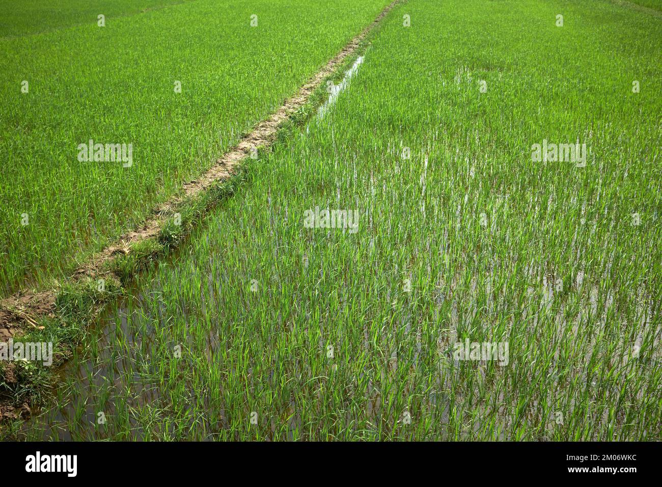 Rice Paddy Field Hoi An Vietnam Stock Photo - Alamy