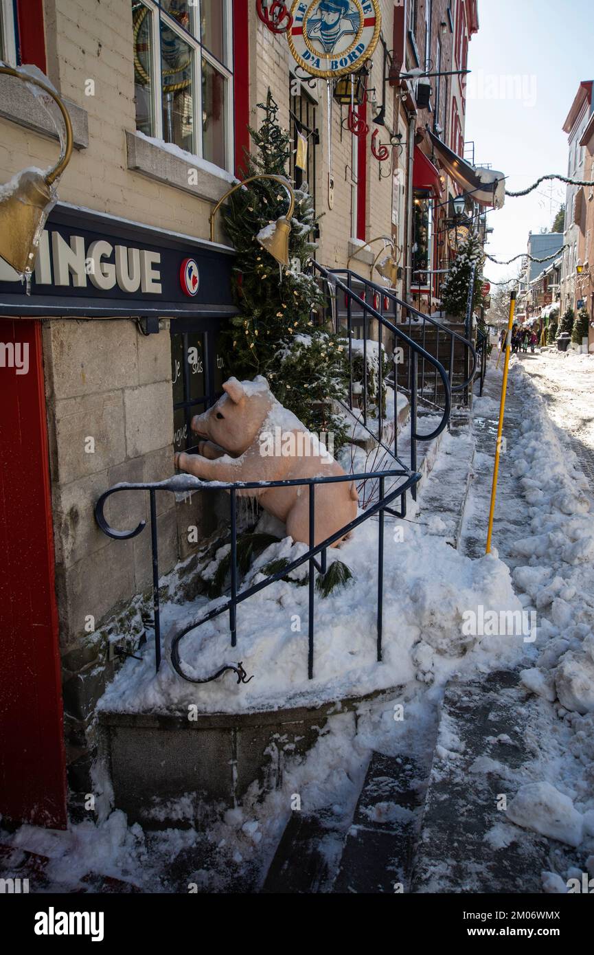 Pig at Cochon Dingue restaurant in Petit Champlain in Quebec City Stock ...