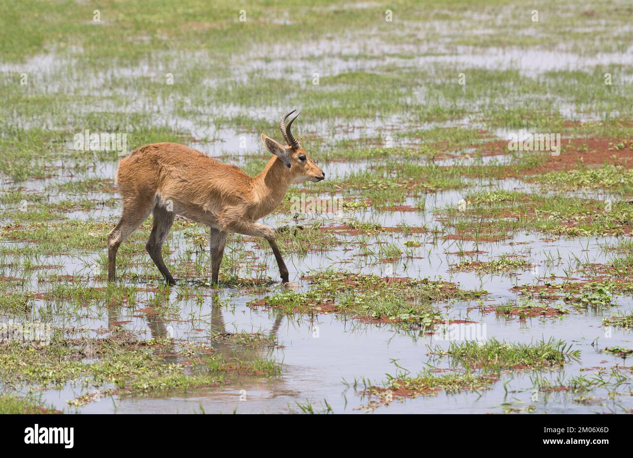 Bohor reedbuck redunca redunca hi-res stock photography and images - Alamy